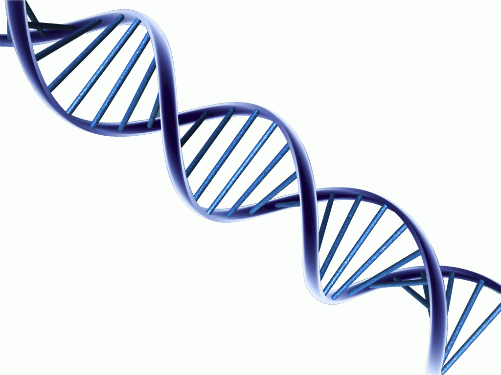 Tampa Florida Lawyer On Support Of Non Biological Children tampa-florida-lawyer-on-support-of-non-biological-children